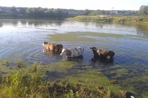 Навоз крс отдам - самовывоз