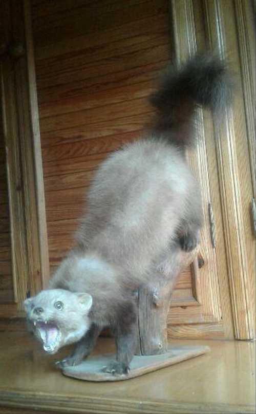 Продам чучела