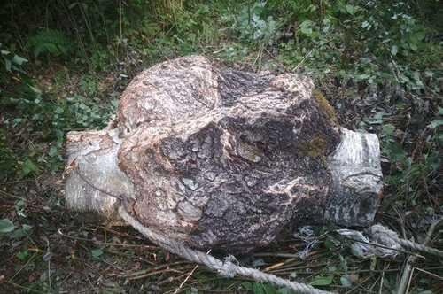 Кап, сувель (большой). Берёза