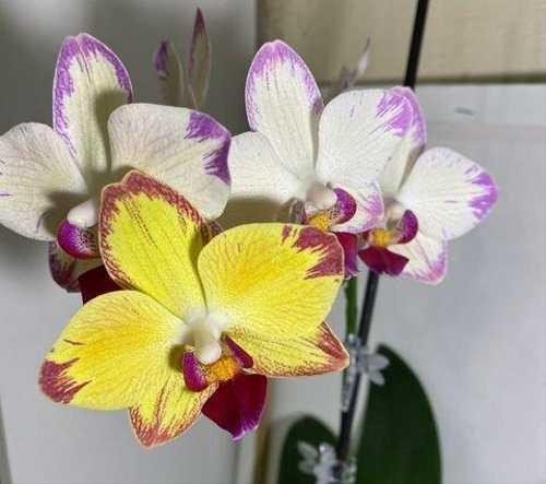 Орхидея фаленопсис Попугай/Papagayo