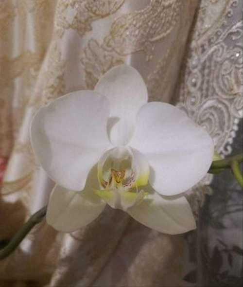Орхидея фаленопсис Diamante
