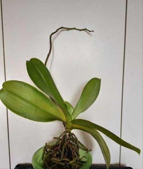 Орхидея фаленопсис, гигант, белый