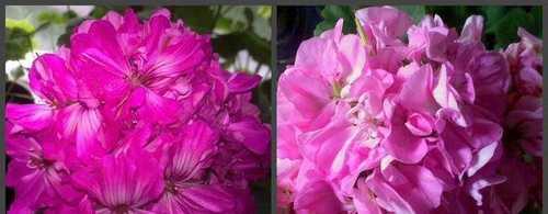 Нежно розовая,цвет фуксия- герань 2 вида