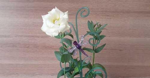 Эустома (Лизиантус или ирландская роза )