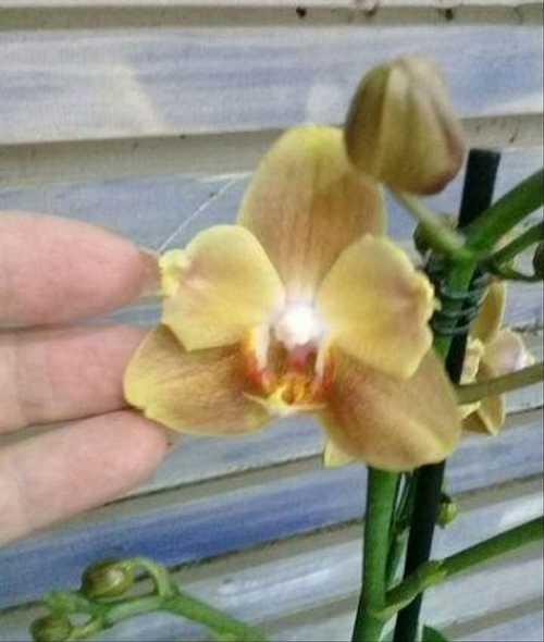 Орхидея фаленопсис бабочка Брион