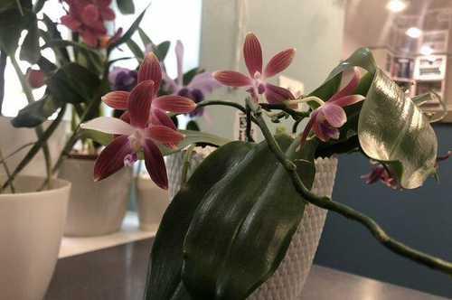 Орхидея фаленопсис phalaenopsis tetraspis 'c1'