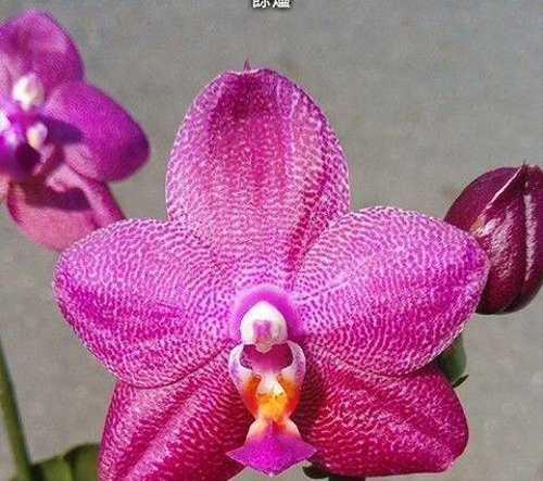 Сортовая орхидея фаленопсис Ember