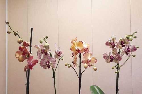 Орхидеи Monza Ракушка, Cleopatra, Papagayo