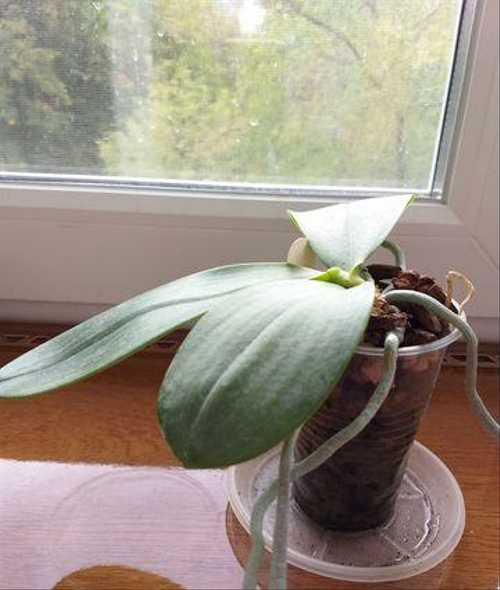Phal.Tying Shin Fly Eagle ‘TS-66’