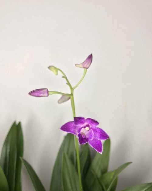 Орхидея Дендробиум Бери Ода