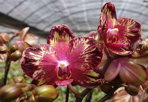 Орхидея фаленопсис Биг Бен