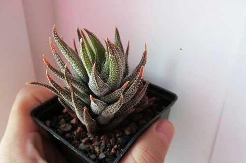 Хавортия полосатая (Haworthia fasciata)