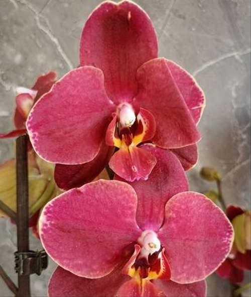 Орхидея фаленопсис Ola, красная