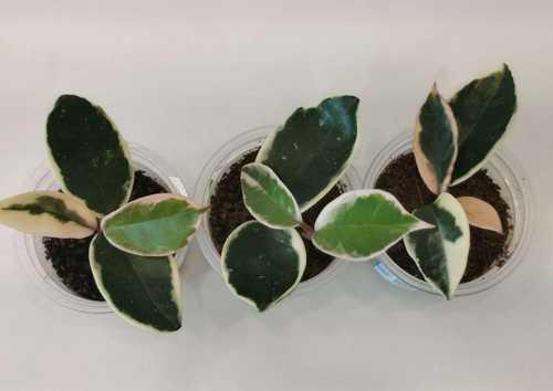 Хойя carnosa Krimson Queen