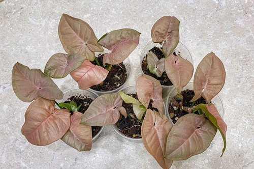 Растение Сингониум неон пинк (Singonium neon pink)