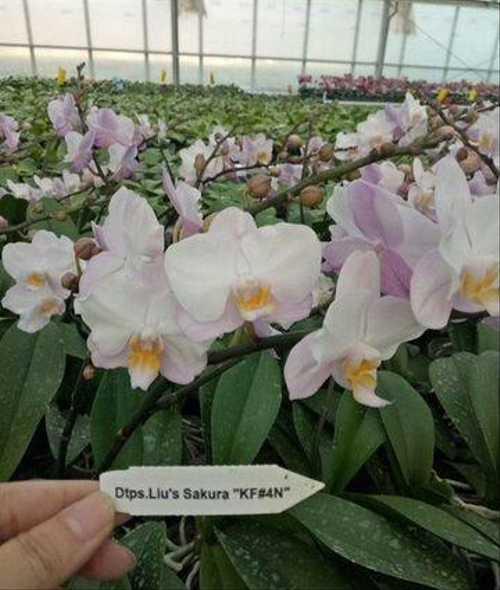 Орхидея фаленопсис сакура Phal. Liu's Sakura 'KF#4