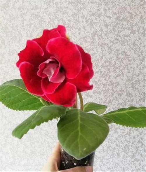 Махровая глоксиния