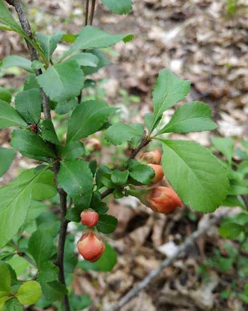Айва японская