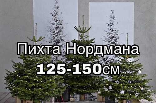 Пихта Нордмана 125-150см Доставка