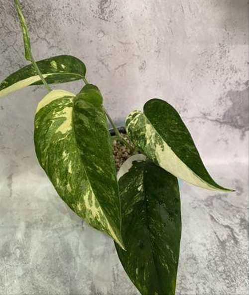 Epipremnum pinnatum white var