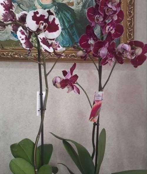Орхидея фаленопсис,Каменная роза