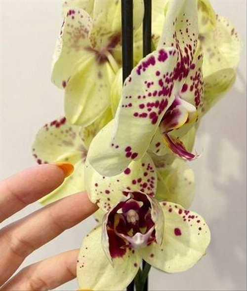 Орхидея фаленопсис пескара пелор