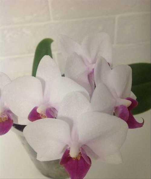 Орхидея фаленопсис ToPolina