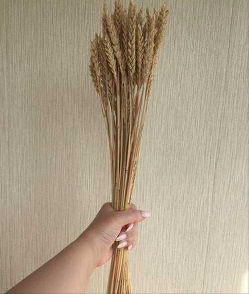 Букет пшеницы натуральной, сухоцвет