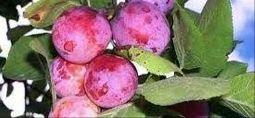 Саженцы сливово вишневый гибрид Опата