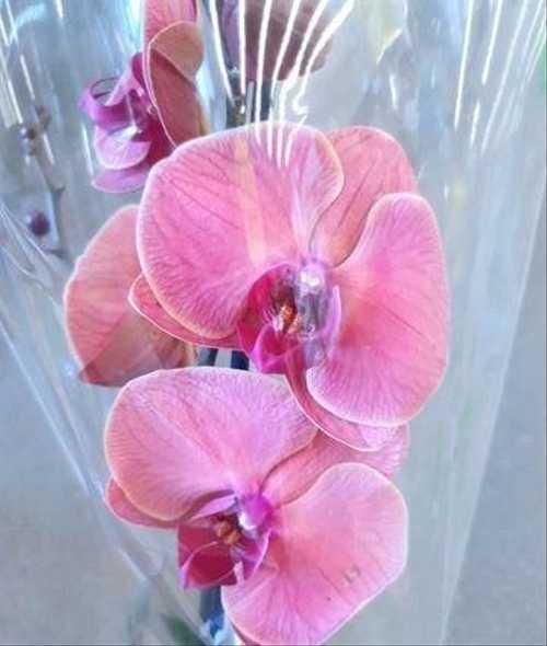 Орхидея фаленопсис 70-75см Коралловый цвет 95711
