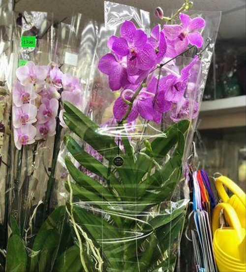 Орхидея воздушная ванда