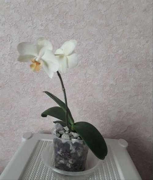 Орхидея фаленопсис Подросток