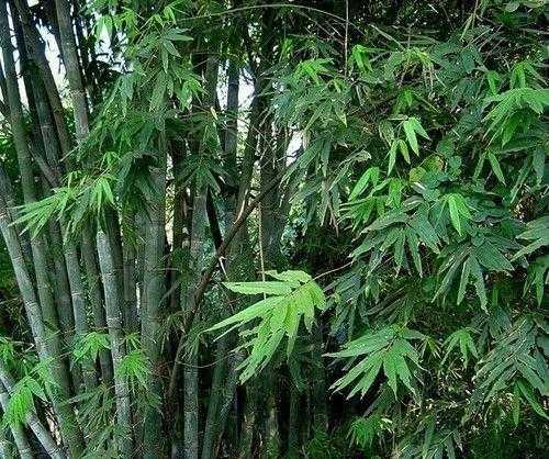 Dendrocalamus strictus, Dendrocalamus nigra семена