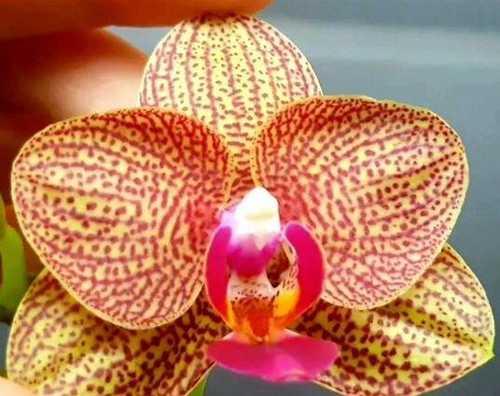 Орхидея фаленопсис Phal. Miro Sun ‘Miro 2’ x Yapho