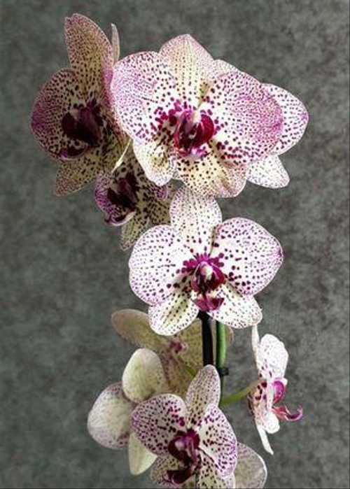 Орхидея египет фото