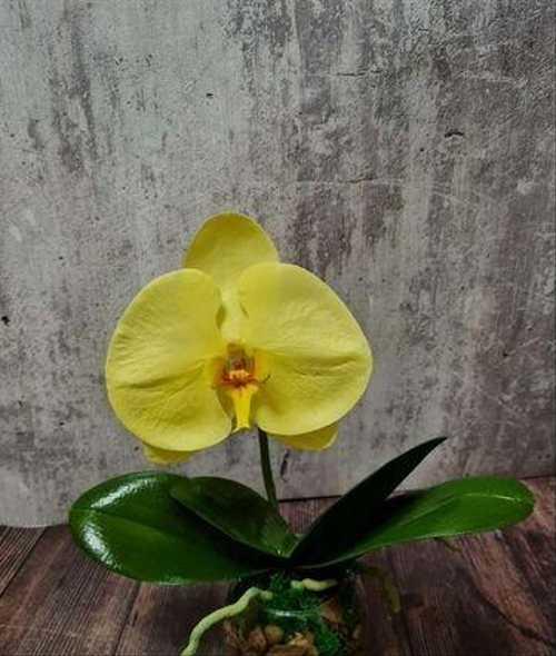 Орхидея фаленопсис Синголо из фоамирана