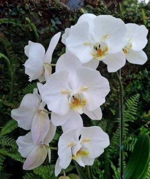 Орхидея Phal. Sogo Yukidina varsity