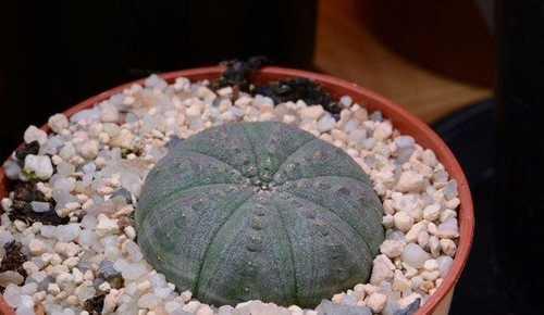 Euphorbia Obesa (Эуфорбия Обеса)