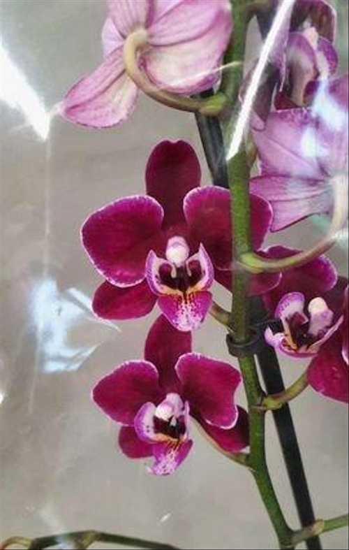 Орхидея фаленопсис Мультифлора тёмная 960231