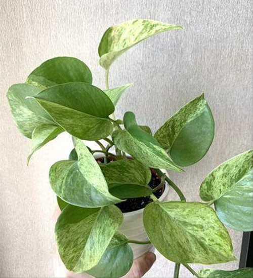 Эпипремнум Марбл Квин/Epipremnum Marble queen