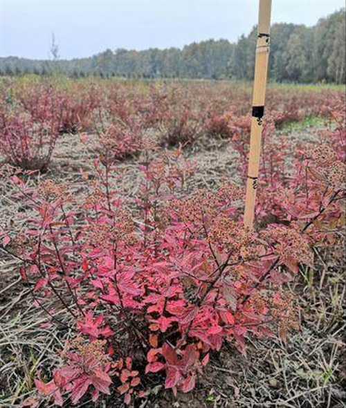 Дерены, Чубушники, Стефананда, Ивы, Боярышник