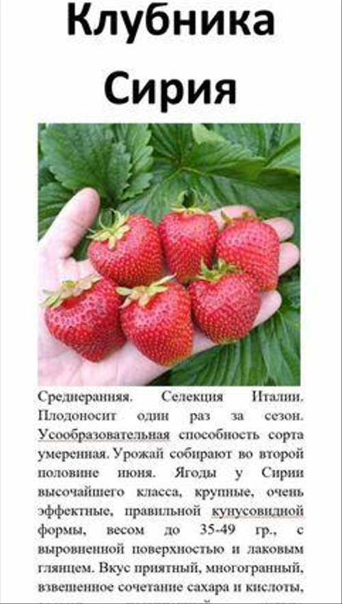 Рассада Клубники
