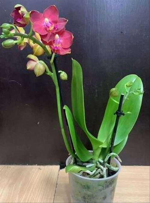 Орхидея фаленопсис "Сказка", ароматит