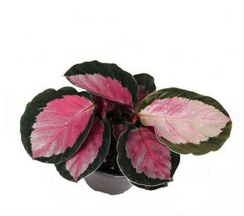 Калатея Розеопикта Рози Calathea Roseopicta Rosy