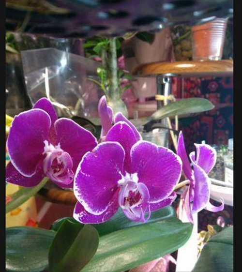 Орхидея Phal. OX Spot Queen 'OX 1460'