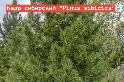 Кедр сибирский Pinus sibirica /Ком 100-125 см