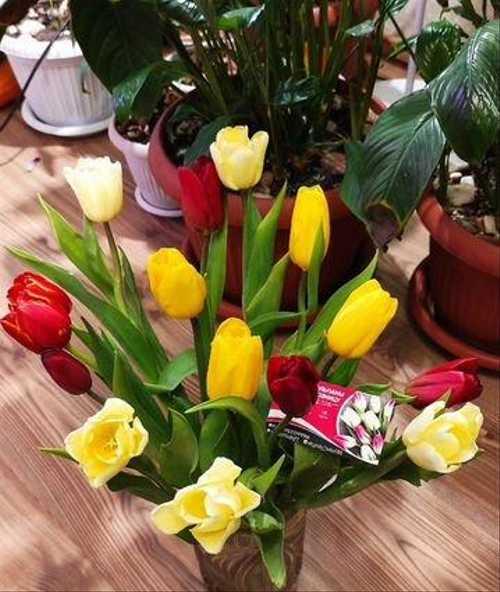 Тюльпаны оптом и в розницу. Склад в Омске