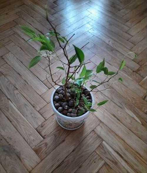 Фикус березка, комнатное растение, высота 45 см