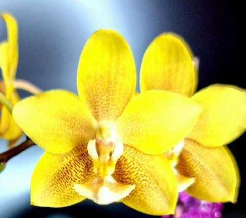 Орхидея фаленопсис P. Yellow Chocolate Жёлтый шоко