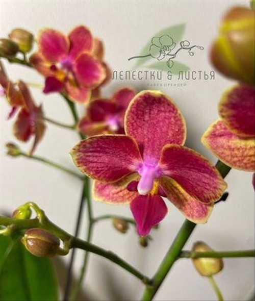 Орхидея фаленопсис Боудион